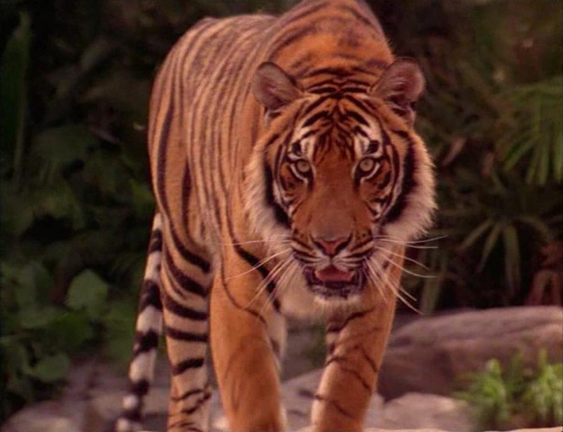Shere Khan Jungle Book 1994