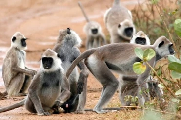 Bandar-Log | Jungle Book Wiki | Fandom