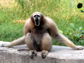 Bandar-Log | Jungle Book Wiki | Fandom