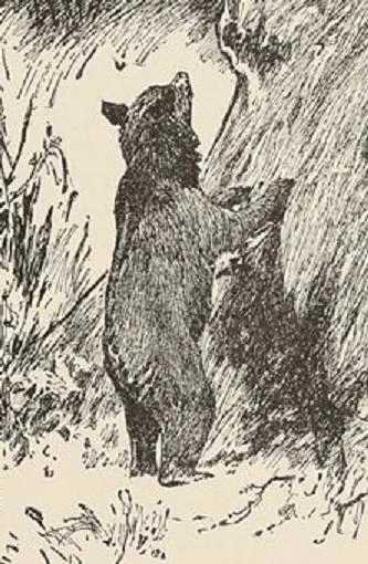 Baloo (original) | Jungle Book Wiki | Fandom