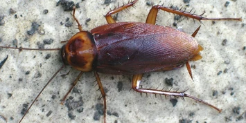 Huijin Park | Jungle Juice (Webtoon) Wiki | Fandom