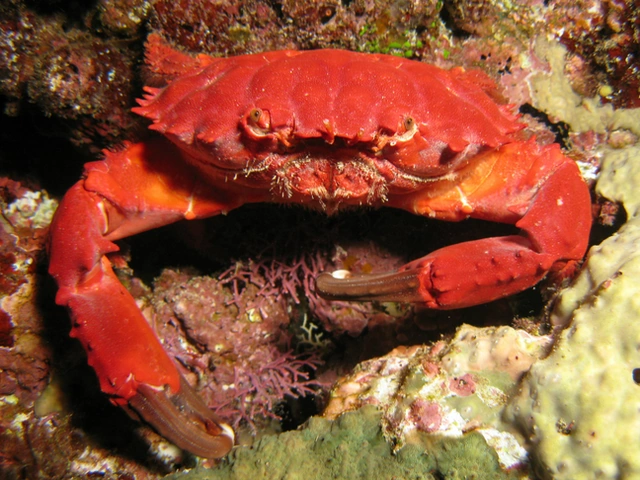 Crab | Jungle Emperor Leo Wiki | Fandom