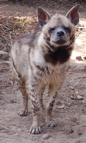 Hyena | Jungle Emperor Leo Wiki | Fandom