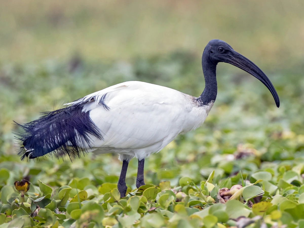 Ibis | Jungle Emperor Leo Wiki | Fandom