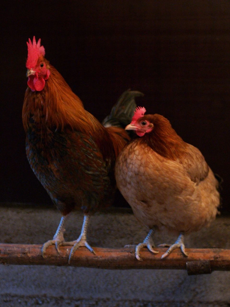 Chicken | Jungle Emperor Leo Wiki | Fandom