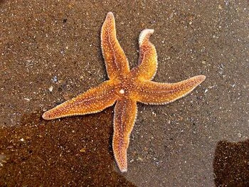 Starfish | Jungle Emperor Leo Wiki | Fandom