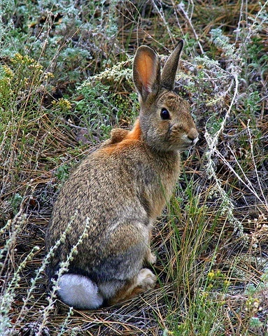 Rabbit | Jungle Emperor Leo Wiki | Fandom