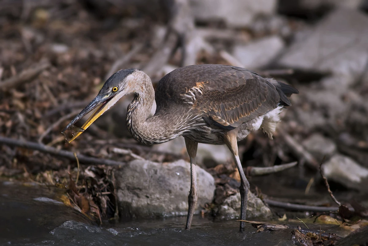 Heron | Jungle Emperor Leo Wiki | Fandom
