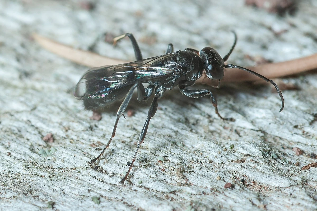 Wasps | Jungle Emperor Leo Wiki | Fandom