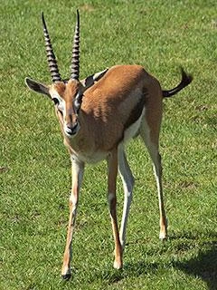 Antelope | Jungle Emperor Leo Wiki | Fandom