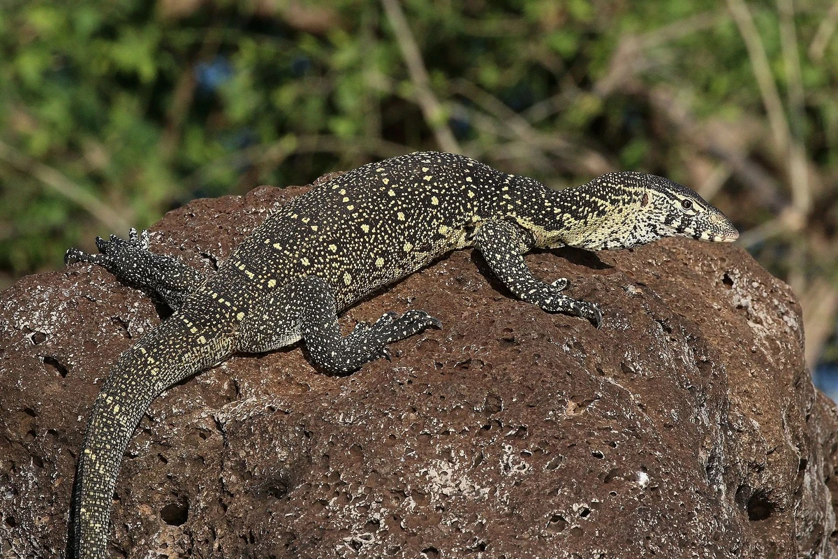 Monitor Lizard | Jungle Emperor Leo Wiki | Fandom