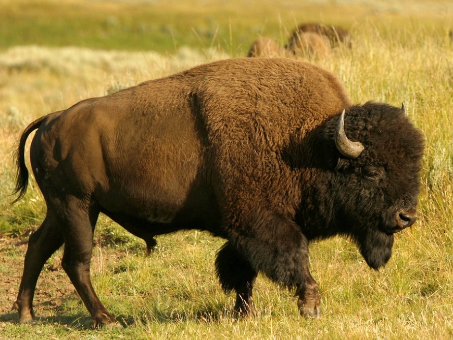 Bison | Jungle Emperor Leo Wiki | Fandom