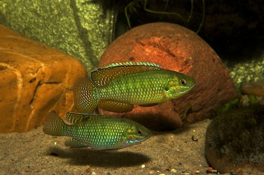 Fish | Jungle Emperor Leo Wiki | Fandom