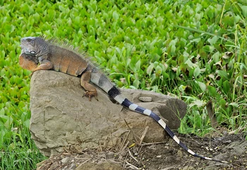 Iguanas | Jungle Emperor Leo Wiki | Fandom