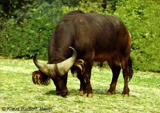 Cape Buffalo | Jungle Emperor Leo Wiki | Fandom