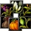 Plants | Jungle Trolls Wiki | Fandom