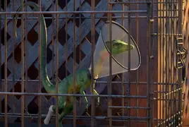 Gordon (Compy) | Jurassic Park Expanded AU Wiki | Fandom