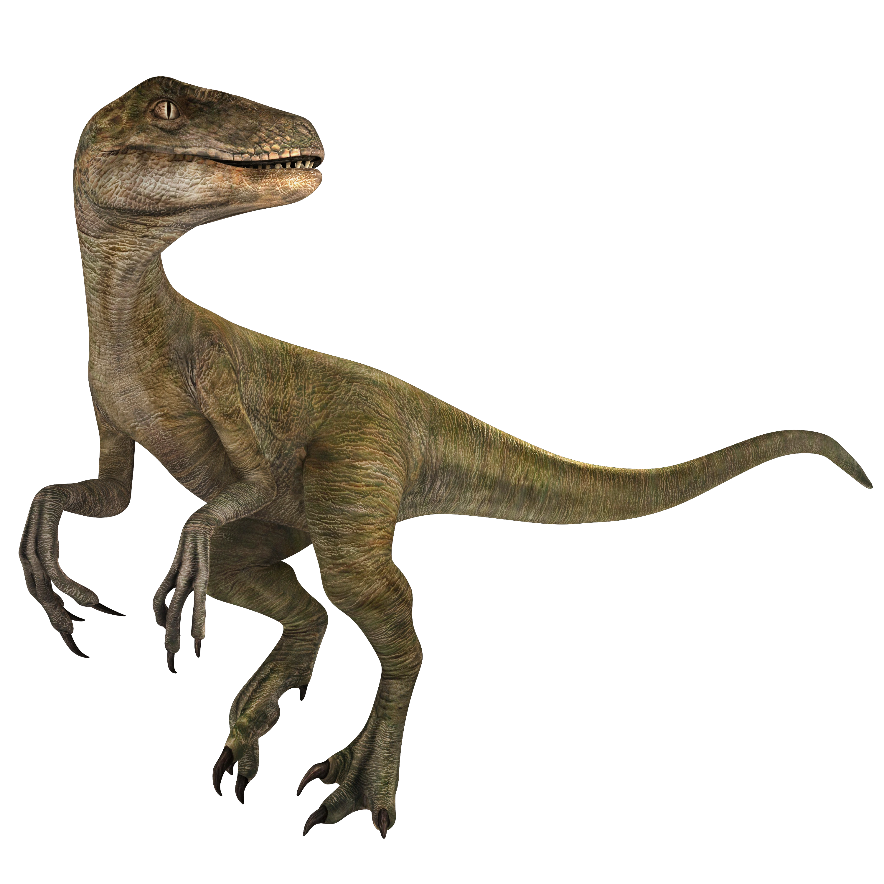 Velociraptor Wiki Reino Animalia Fandom