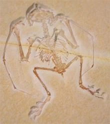 Anurognathus | Jurassic Wiki | Fandom