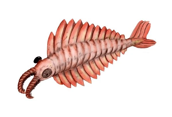 Kambrium | Jurassic Wiki | Fandom