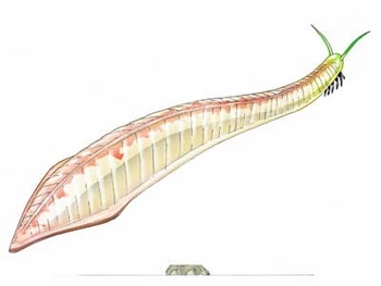 Pikaia | Jurassic Park Institute Wiki | Fandom