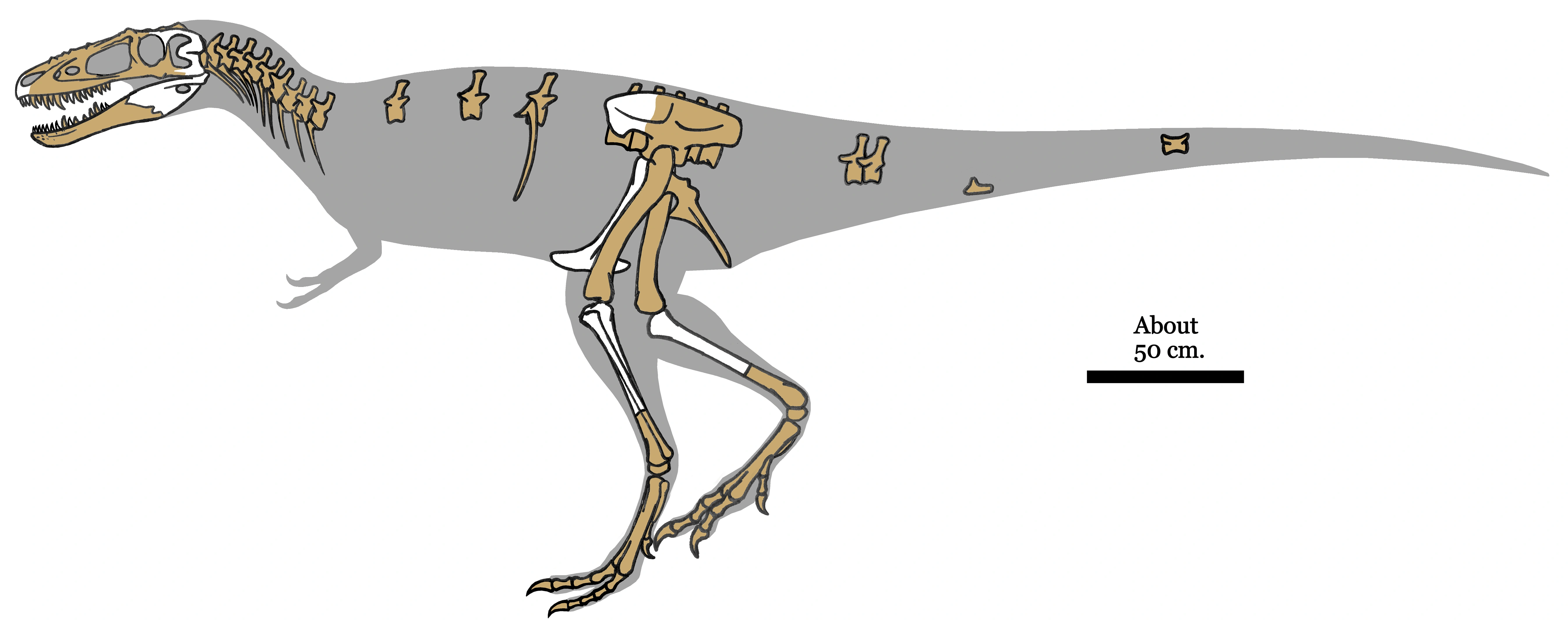 Esqueleto De Alioramus El Cráneo De *Qianzhousaurus* Comparado Con