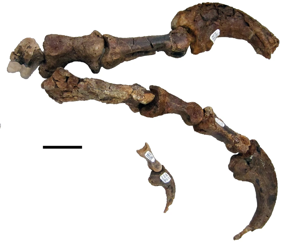 Australovenator Skeleton