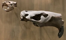 Castoroides | Jurassic Park Institute Wiki | Fandom