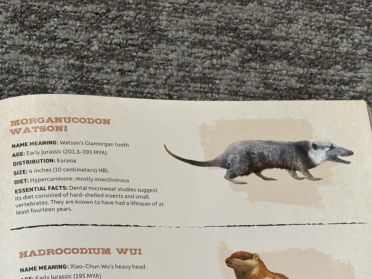 Morganucodon | Jurassic Park Institute Wiki | Fandom