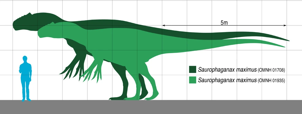 Torvosaurus Vs Saurophaganax
