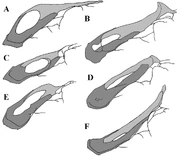 Edmontosaurus | Jurassic Park Institute Wiki | Fandom
