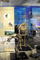 Moa | Jurassic Park Institute Wiki | Fandom