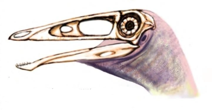 Shenzhousaurus | Jurassic Park Institute Wiki | Fandom