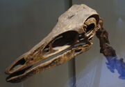 Struthiomimus | Jurassic Park Institute Wiki | Fandom