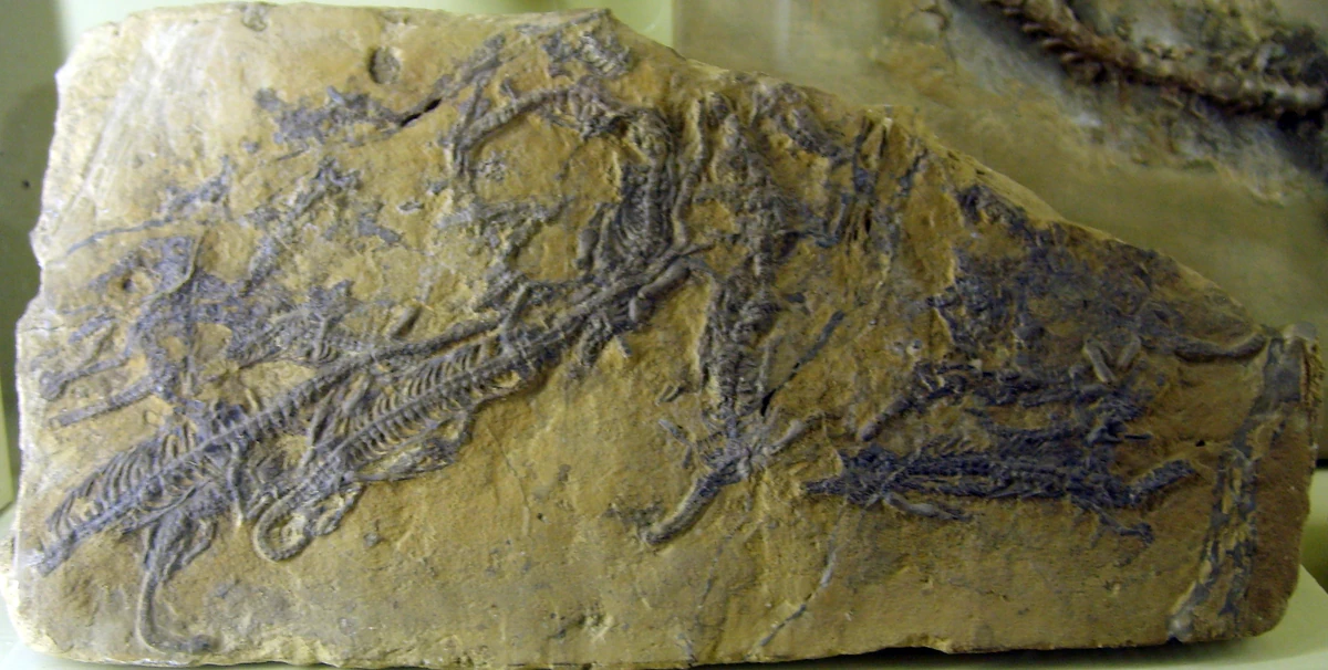 Neusticosaurus | Jurassic Park Institute Wiki | Fandom