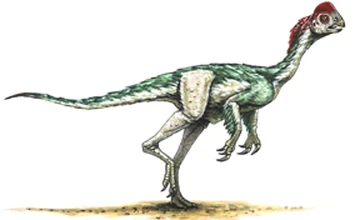 Chirostenotes Skeleton
