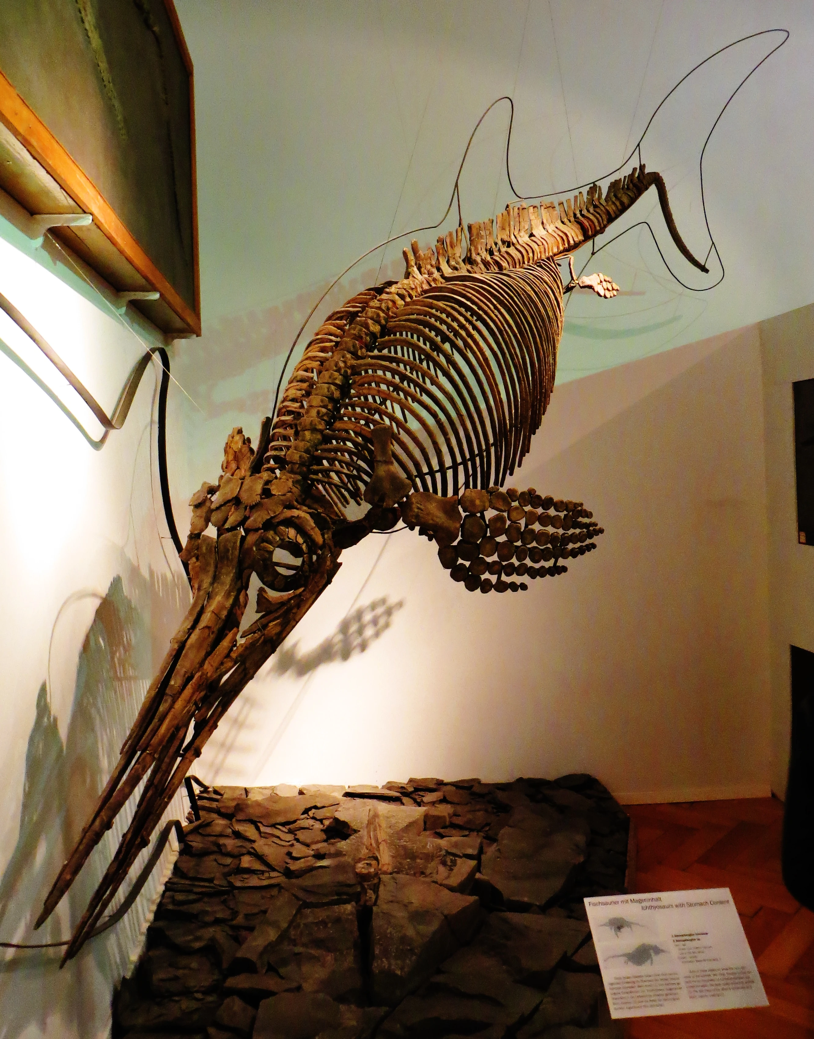 Jurassic Park Erbauer Ophthalmosaurus Ophthalmosaurus Dinosaur King