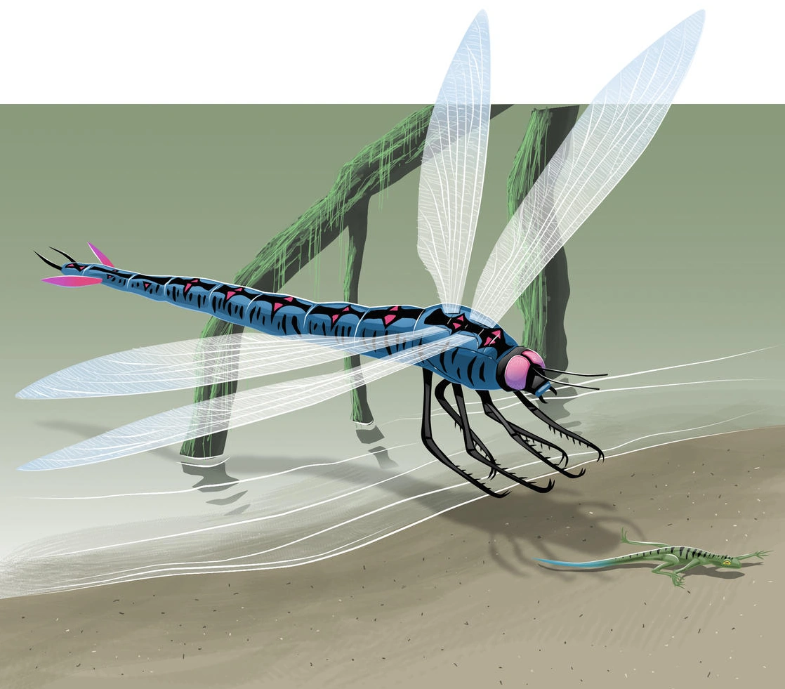 Meganeura | Jurassic Park Institute Wiki | Fandom