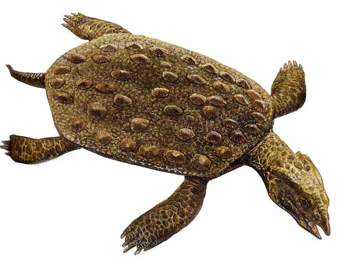 Placochelys | Jurassic Park Institute Wiki | Fandom