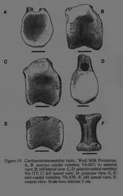 Bahariasaurus | Jurassic Park Institute Wiki | Fandom