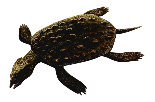 Placochelys | Jurassic Park Institute Wiki | Fandom