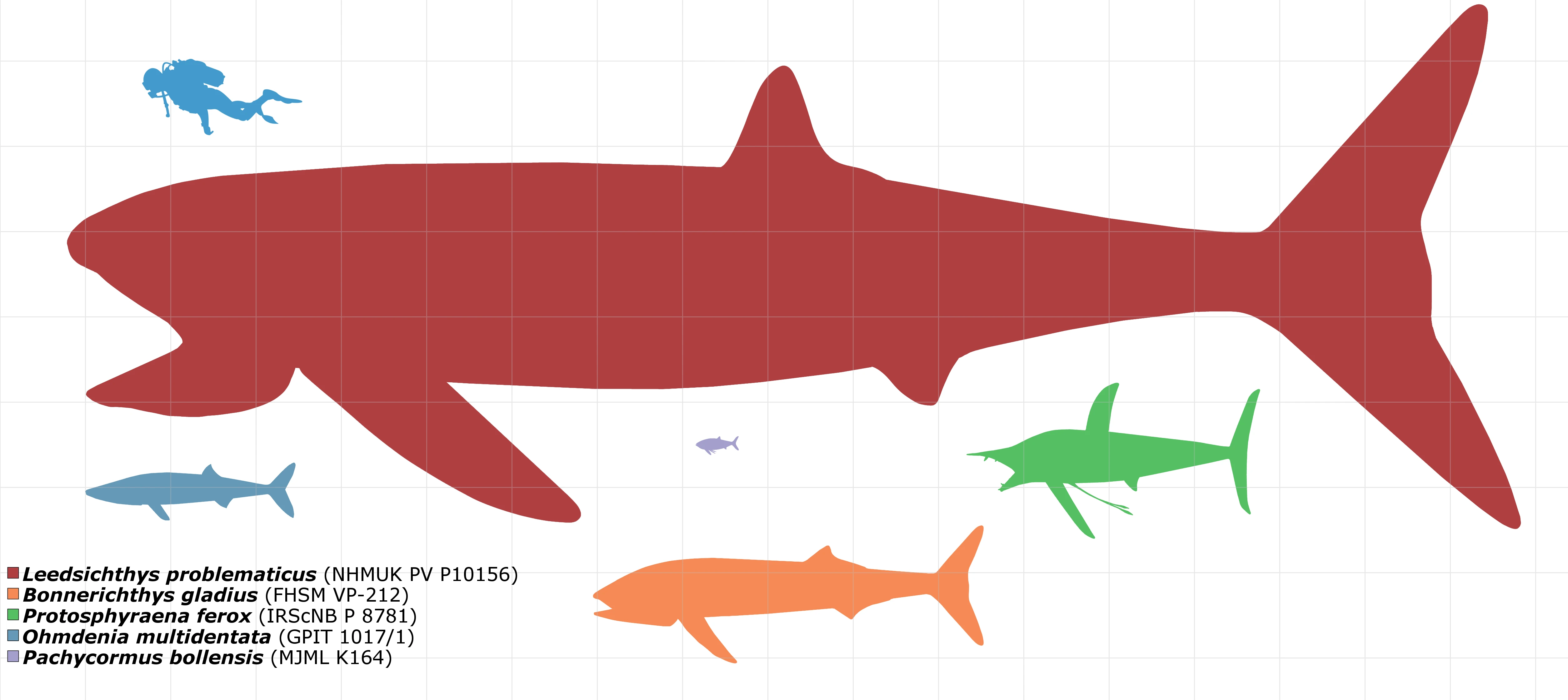 leedsichthys problematicus size