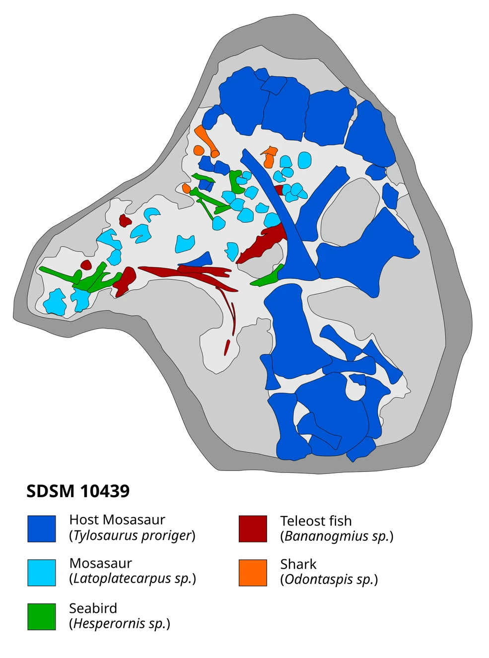 tylosaurus bunker size