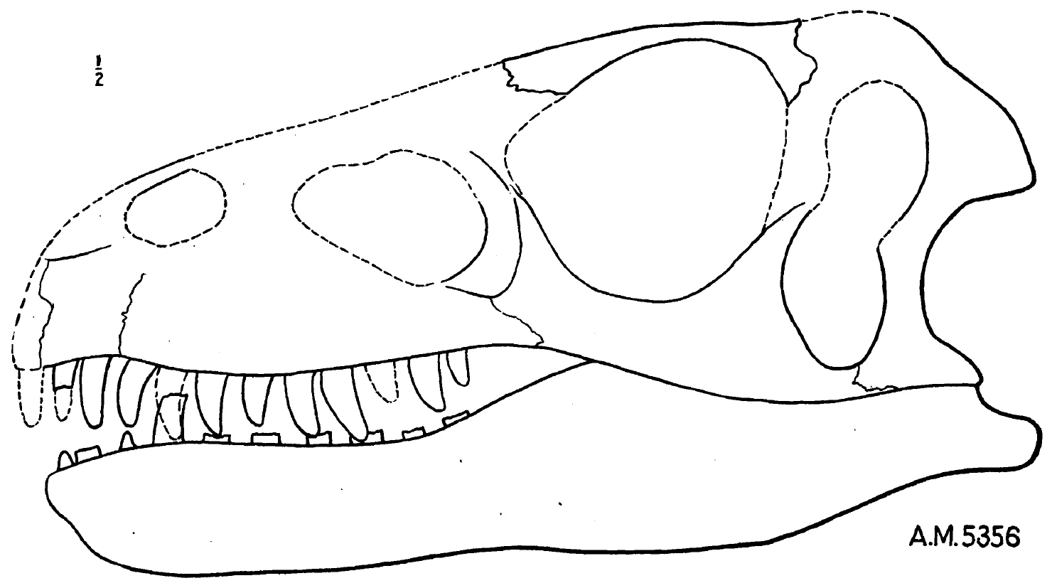 dromaeosaur skull