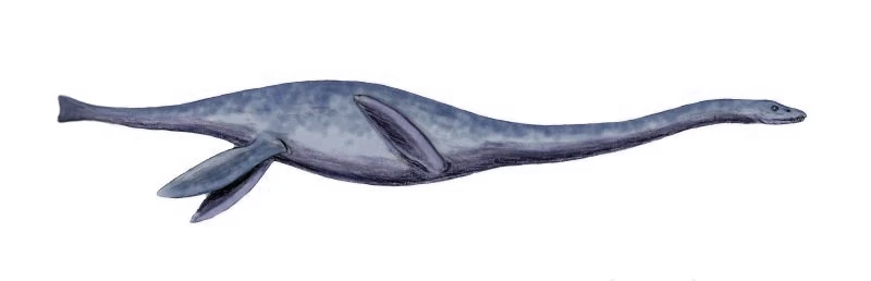 Mauisaurus Size