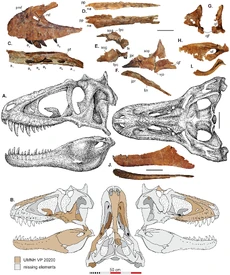Lythronax | Jurassic Park Institute Wiki | Fandom