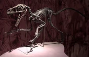 Atrociraptor | Jurassic Park Institute Wiki | Fandom