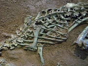 Coelophysis | Jurassic Park Institute Wiki | Fandom