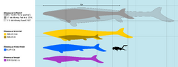 Mosasaurus | Jurassic Park Institute Wiki | Fandom