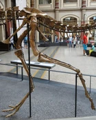 Elaphrosaurus | Jurassic Park Institute Wiki | Fandom